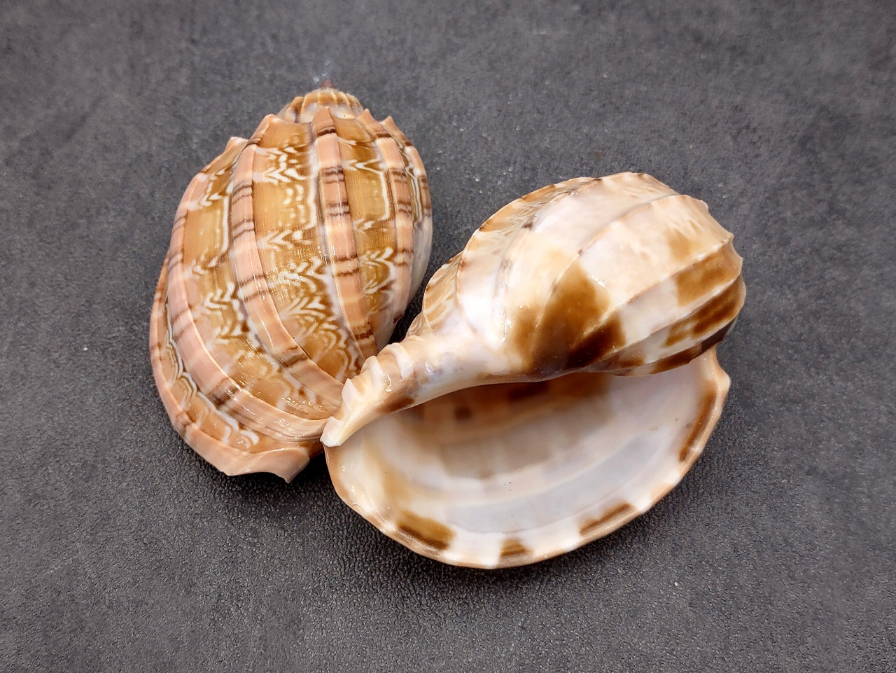 Major Harp Seashells Harpa Davidus (2 shells approx. 2.5+ inches ...