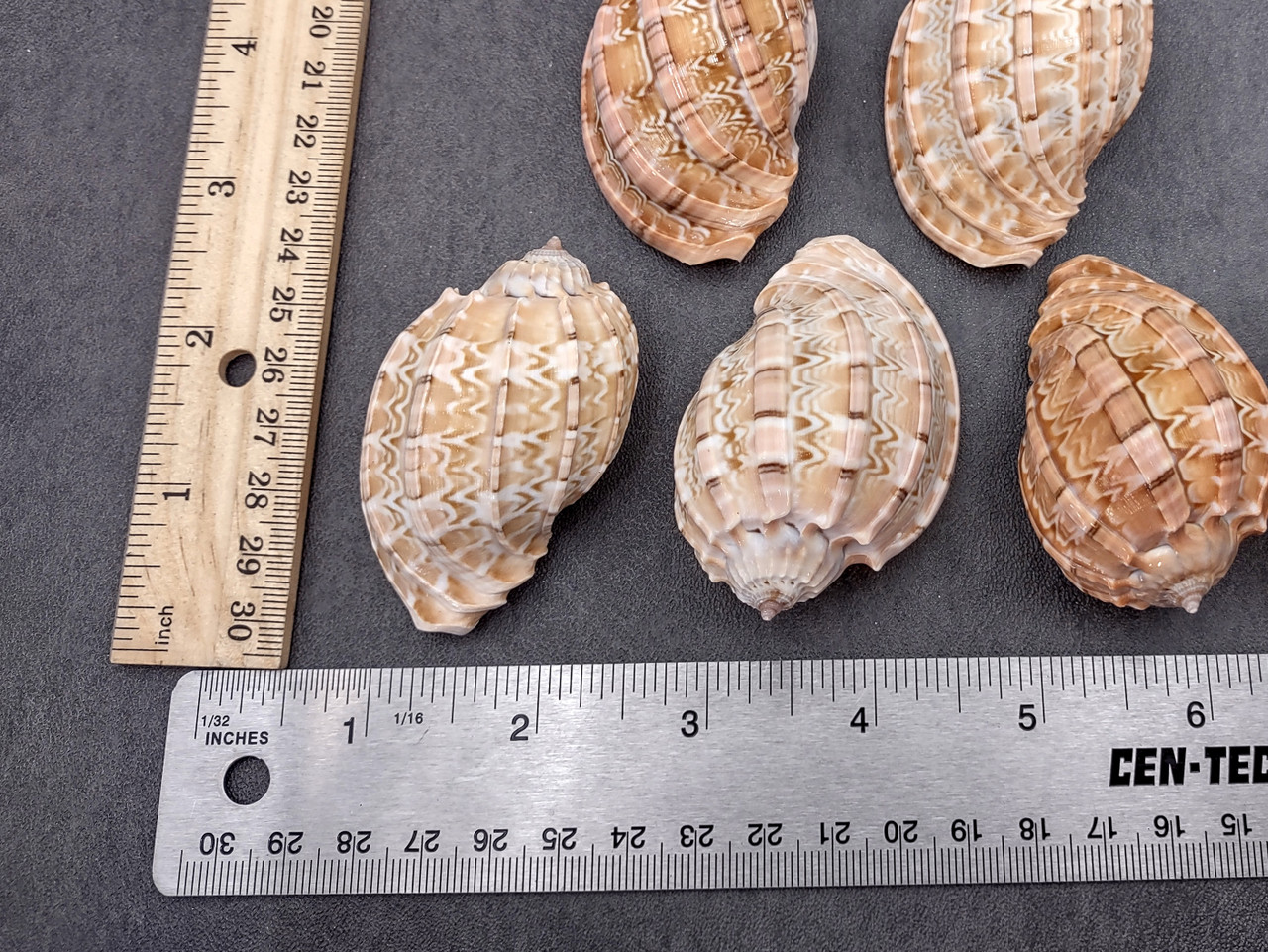 David Harp Seashells Tan Harpa Davidis (2 shells approx. 2.5+ inches ...