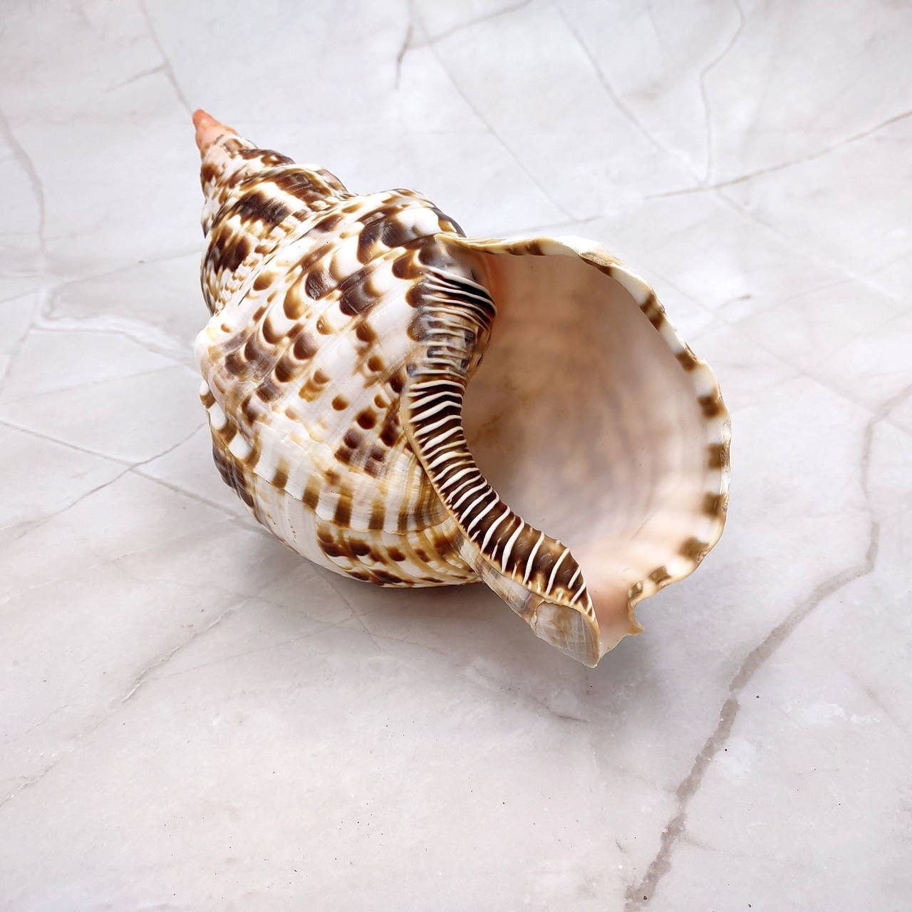 Caribbean Triton Seashell Charonia Tritonis (1 shell approx. 8+ inches ...