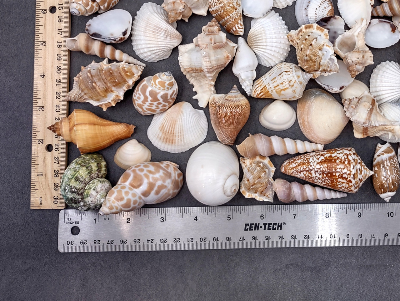 Medium Seashell Assorted Ocean Mix (Approx 1 kilogram 1-2+ inches ...