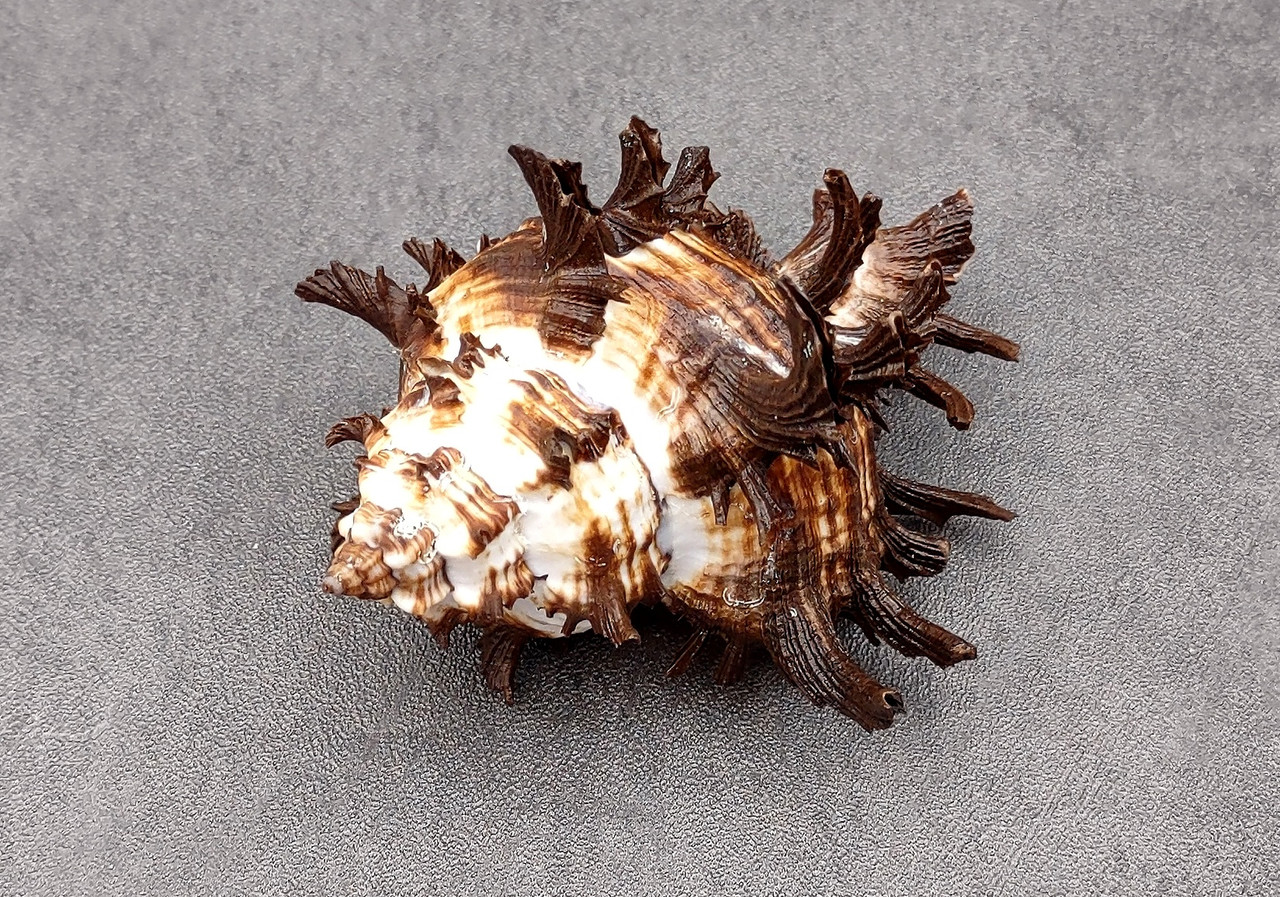 Endive Murex Seashell White and Brown Hexaplex Cichoreum (1 shell ...