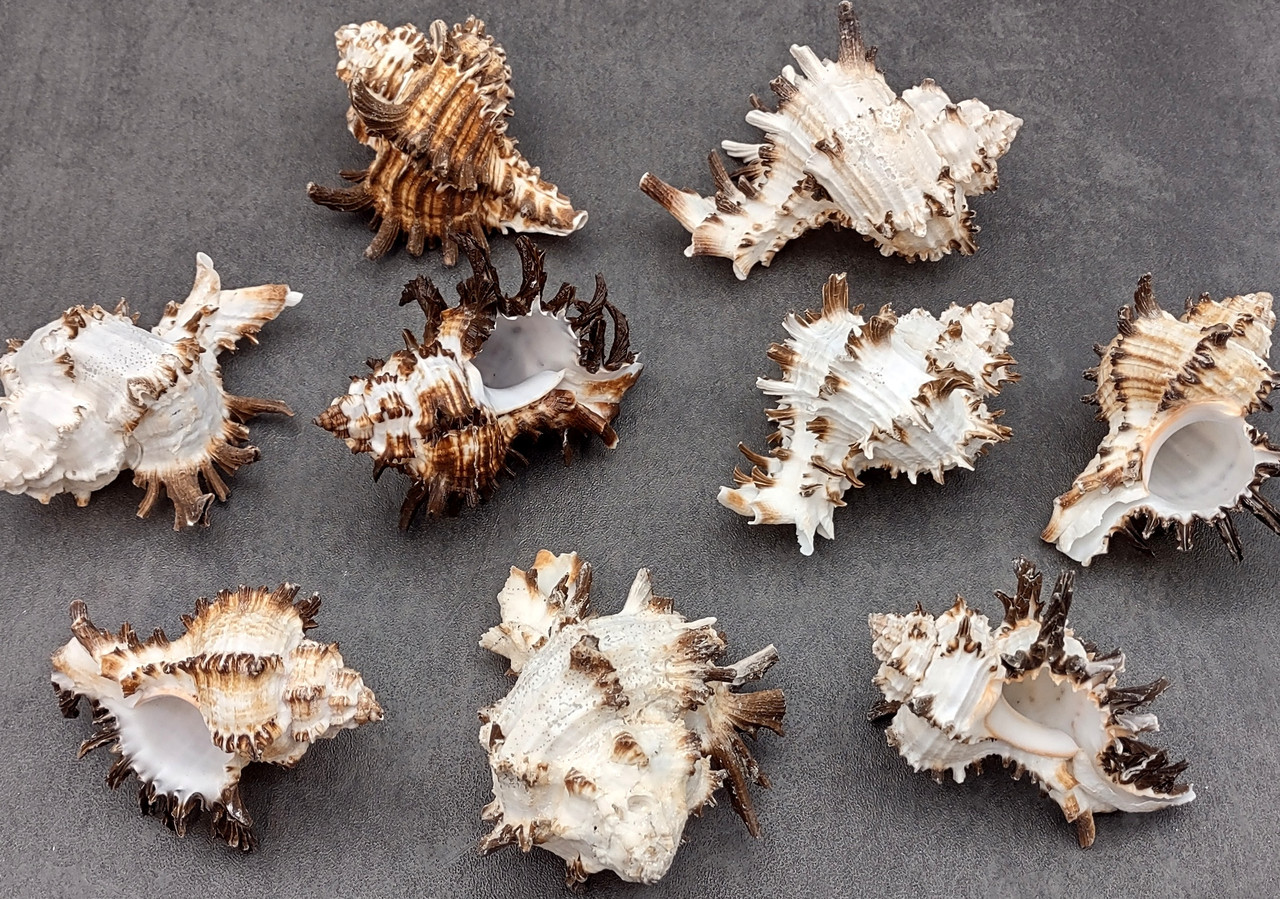 Endive Murex Seashell White and Brown Hexaplex Cichoreum (1 shell ...