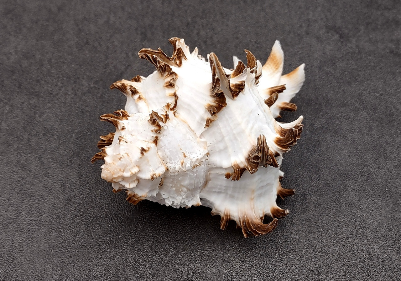 Endive Murex Seashell White and Brown Hexaplex Cichoreum (1 shell approx. 3+ inches) Natural Sea ...