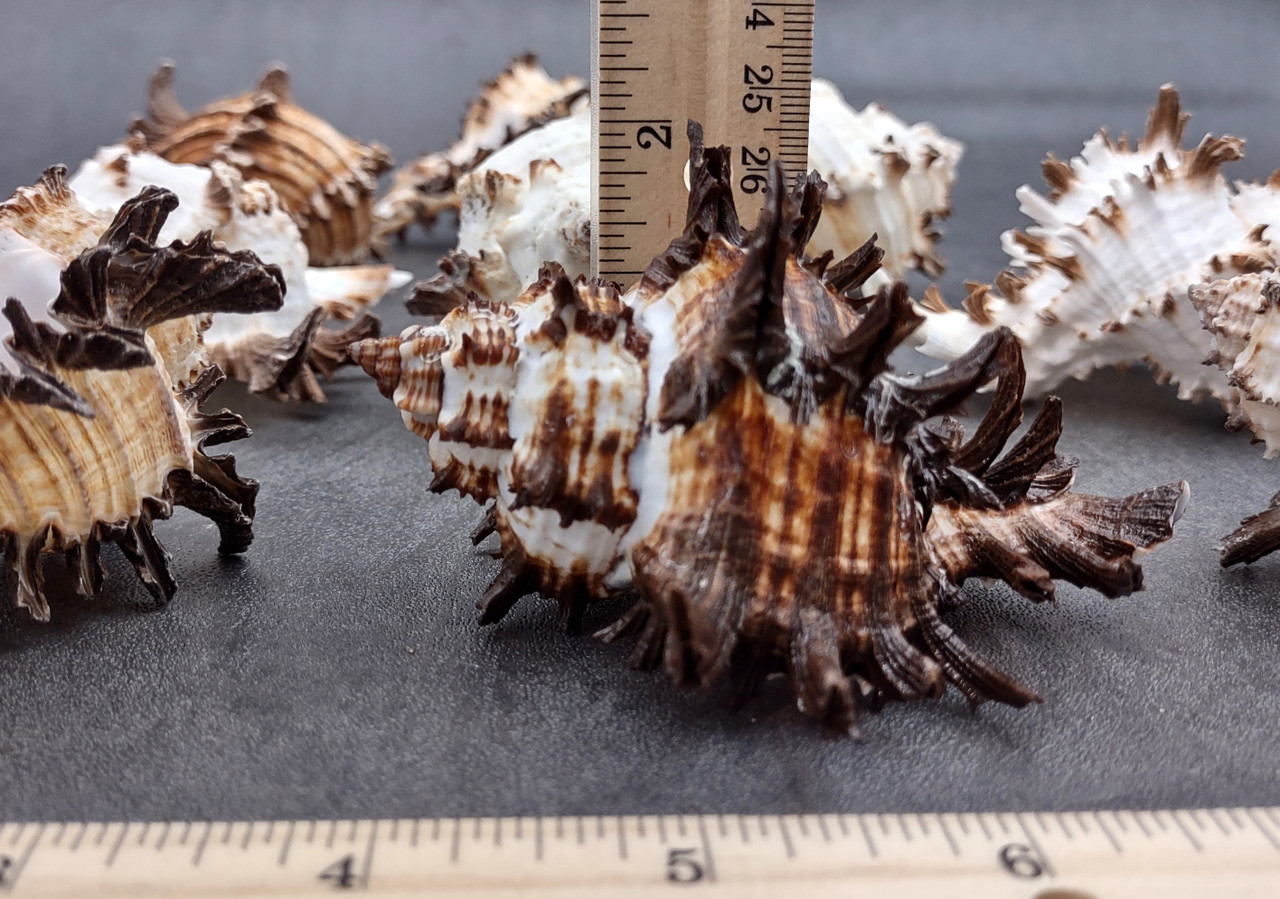 Endive Murex Seashell White and Brown Hexaplex Cichoreum (1 shell approx. 3+ inches) Natural Sea ...