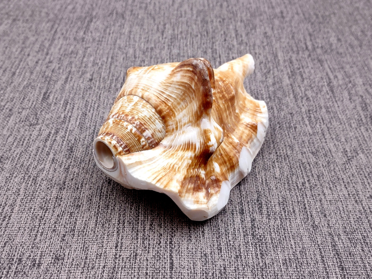 Lambis Conch Seashell Horn Trumpet Musical Instrument (1 shell approx ...