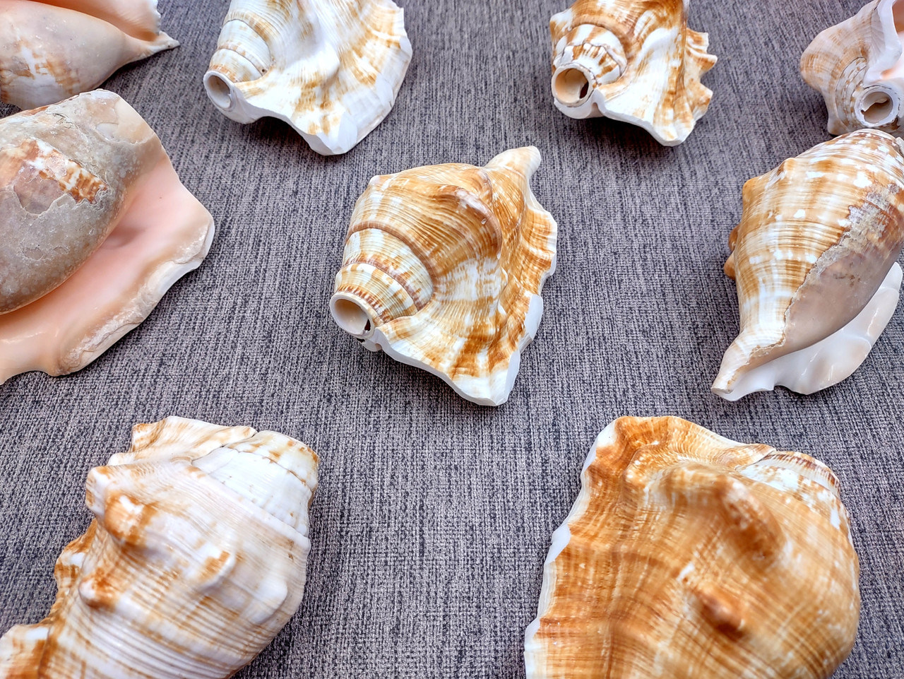 Lambis Conch Seashell Horn Trumpet Musical Instrument (1 shell approx ...