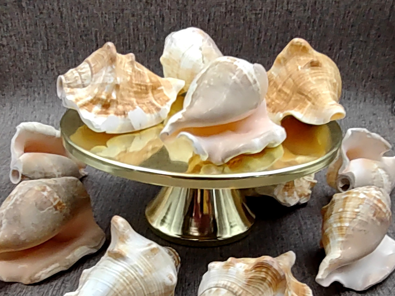 Lambis Conch Seashell Horn Trumpet Musical Instrument (1 shell approx ...