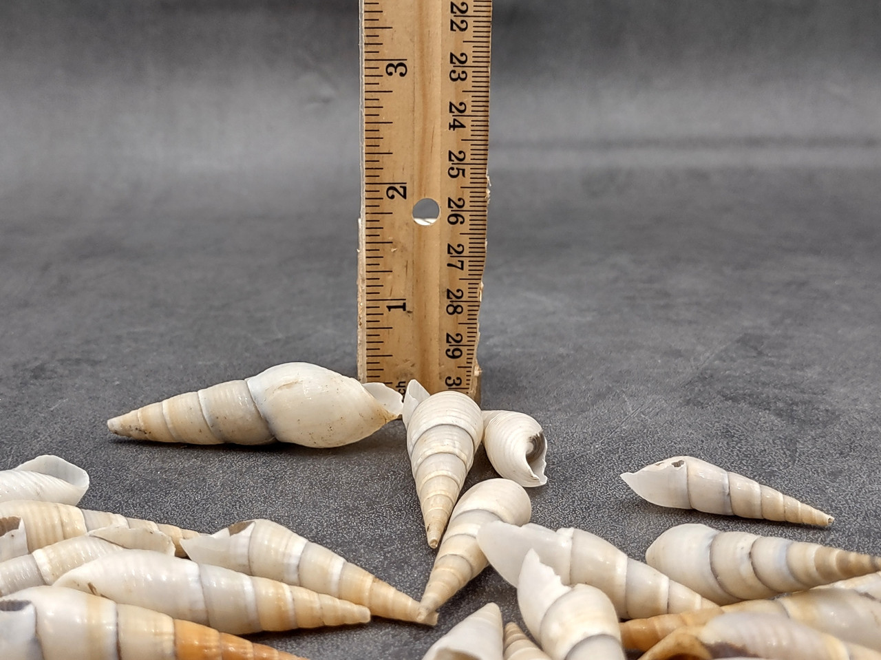 White Bullia Seashells Bullia Annulate (20 shells approx. 1.5+ inches ...