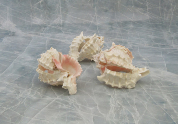 Multi Cut Pink Murex Seashells Murex Erythrostomus (3 shells approx. 2. ...