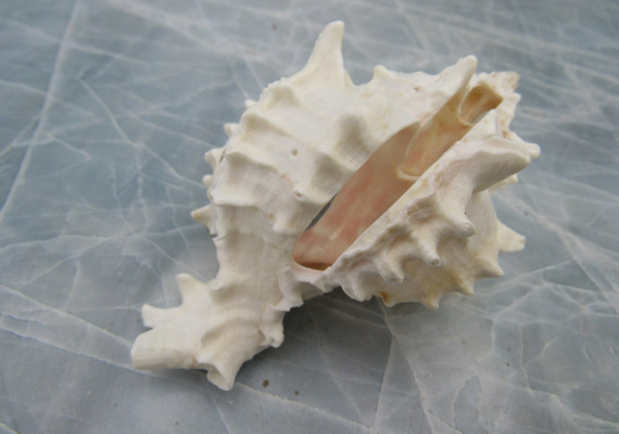 Multi Cut Pink Murex Seashells Murex Erythrostomus (3 shells approx. 2. ...