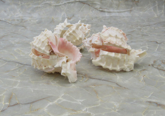 Multi Cut Pink Murex Seashells Murex Erythrostomus (3 shells approx. 2. ...