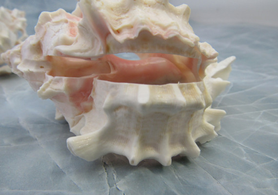 Multi Cut Pink Murex Seashells Murex Erythrostomus (3 shells approx. 2. ...