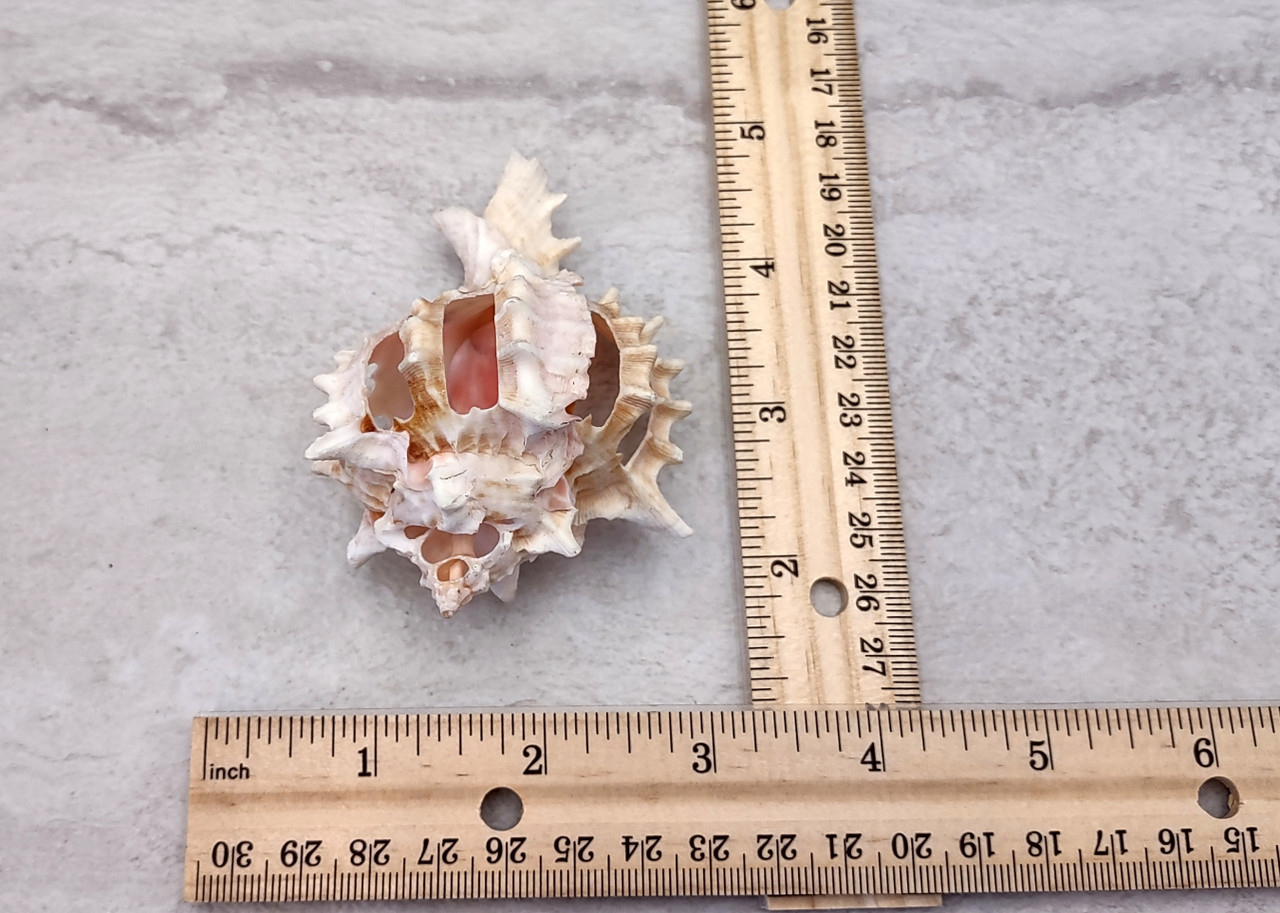 Multi Cut Pink Murex Seashells Murex Erythrostomus (3 shells approx. 2. ...