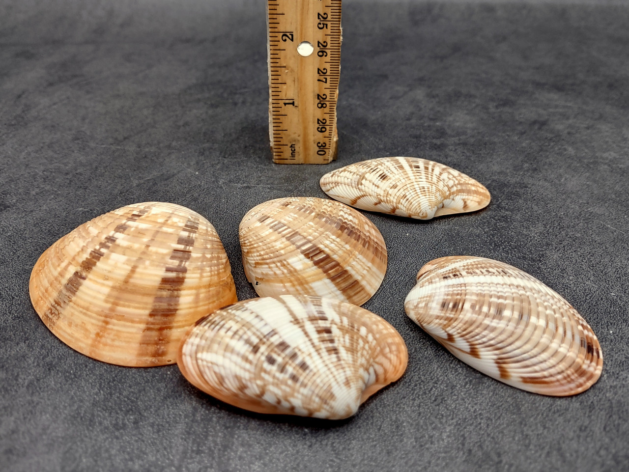 Reddish Venus Clam Seashell Halves Callista Erycina (5 halves approx. 2 ...