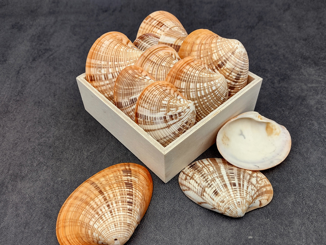 Reddish Venus Clam Seashell Halves Callista Erycina (5 halves approx. 2 ...