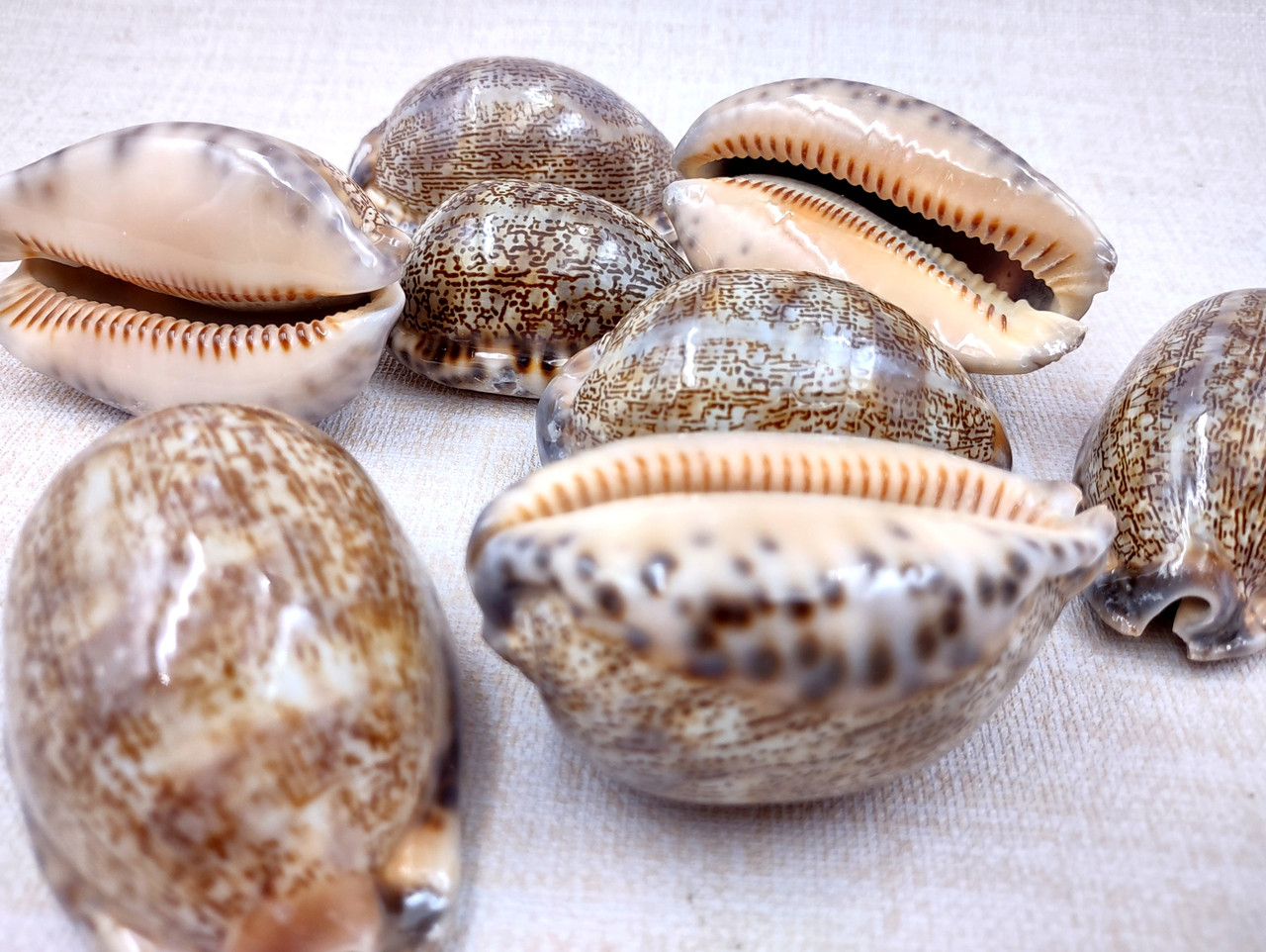 Large Arabic Cowrie Seashells Cypraea Arabica (2 shells approx. 2 ...