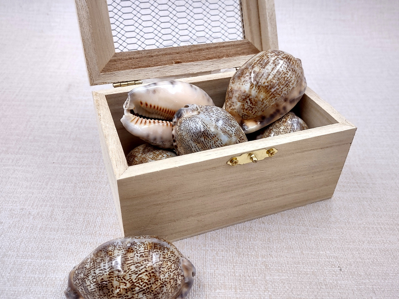 Large Arabic Cowrie Seashells Cypraea Arabica (2 shells approx. 2 ...