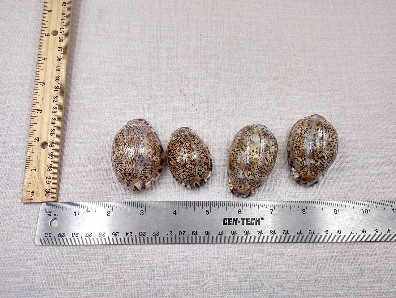 Large Arabic Cowrie Seashells Cypraea Arabica (2 shells approx. 2 ...