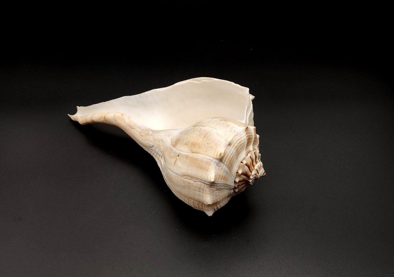 Left Handed Lightning Whelk Seashell Busycon Contrarium (1 shell approx ...