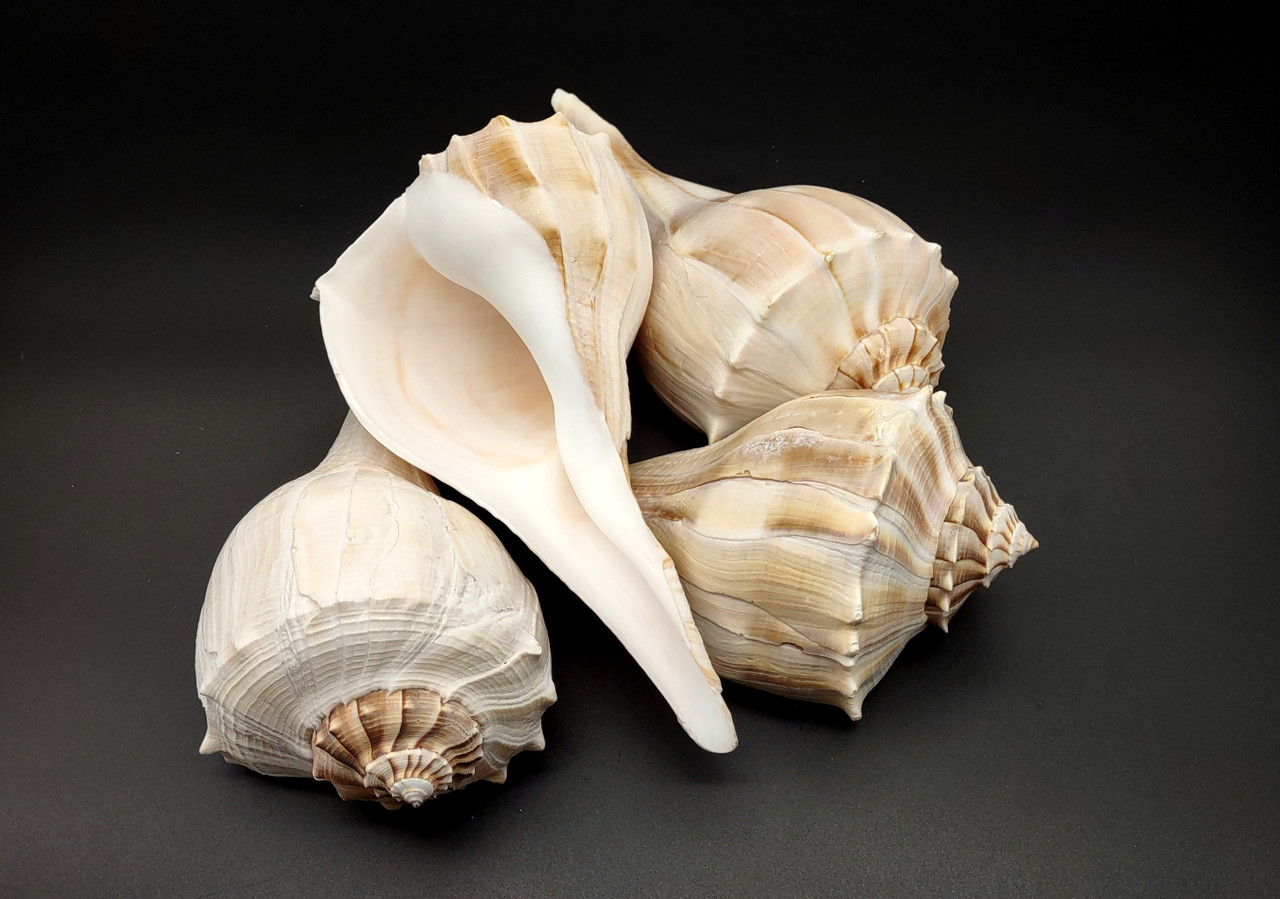Left Handed Lightning Whelk Seashell Busycon Contrarium (1 shell approx ...