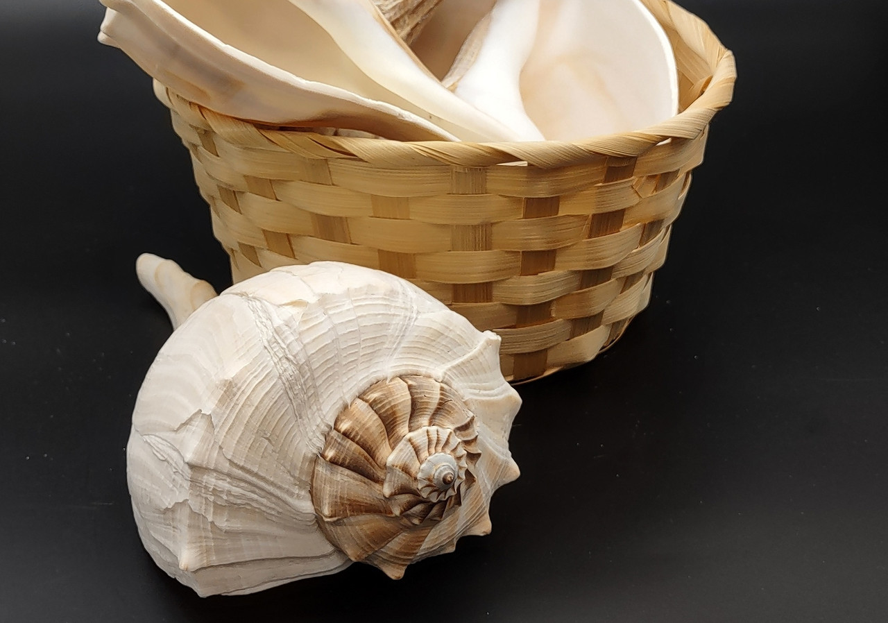 Left Handed Lightning Whelk Seashell Busycon Contrarium (1 shell approx ...