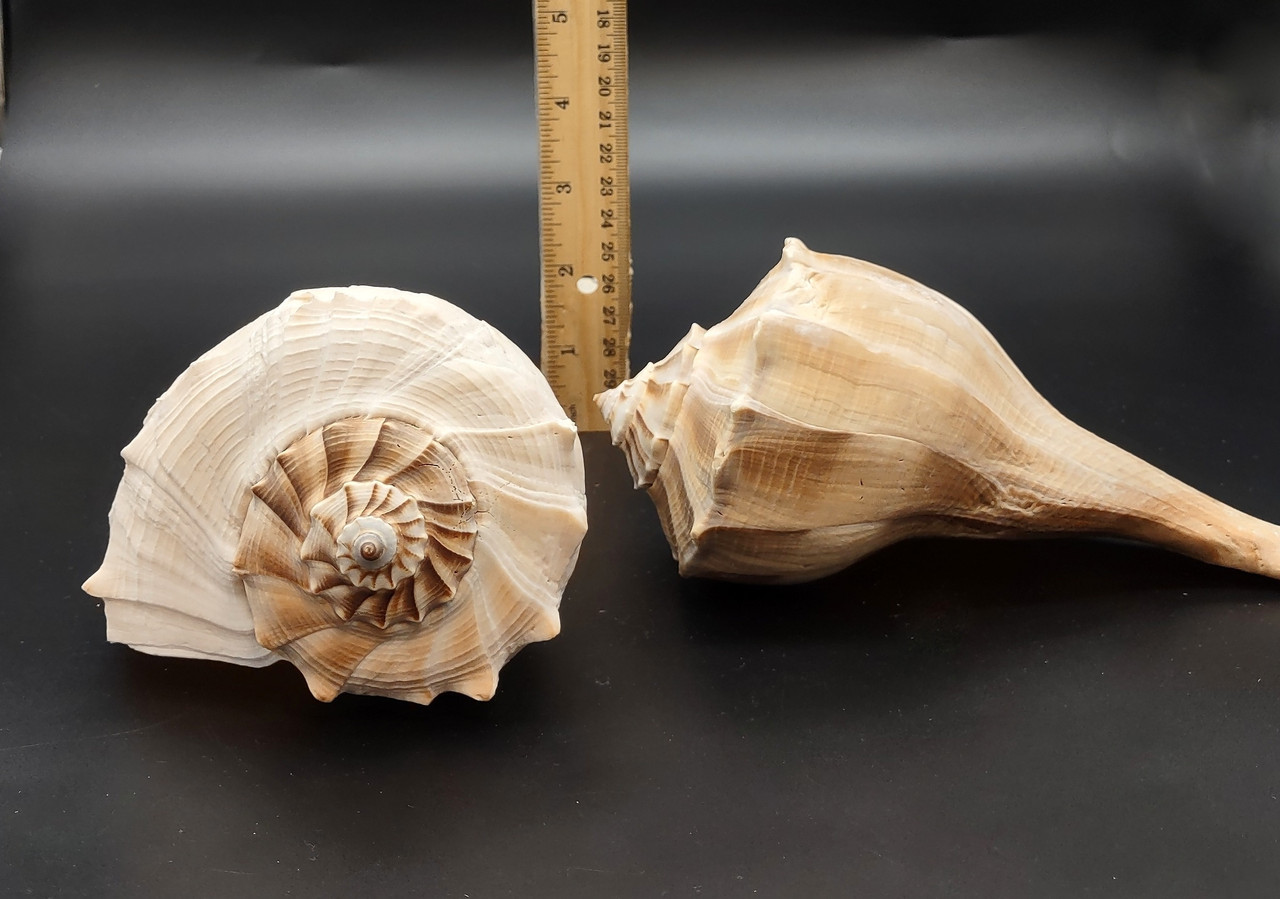 Left Handed Lightning Whelk Seashell Busycon Contrarium (1 shell approx ...