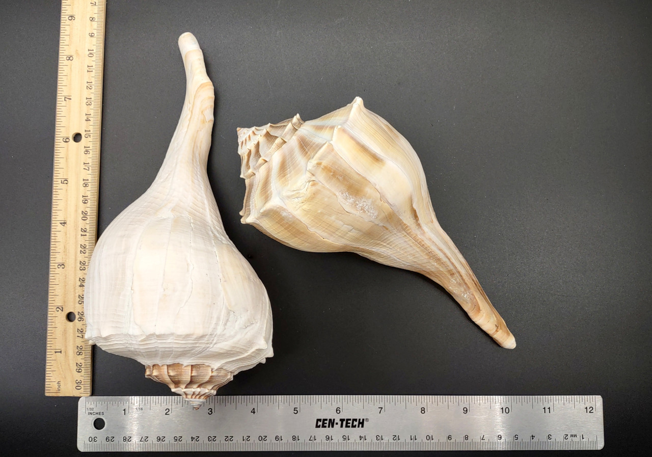 Left Handed Lightning Whelk Seashell Busycon Contrarium (1 shell approx ...