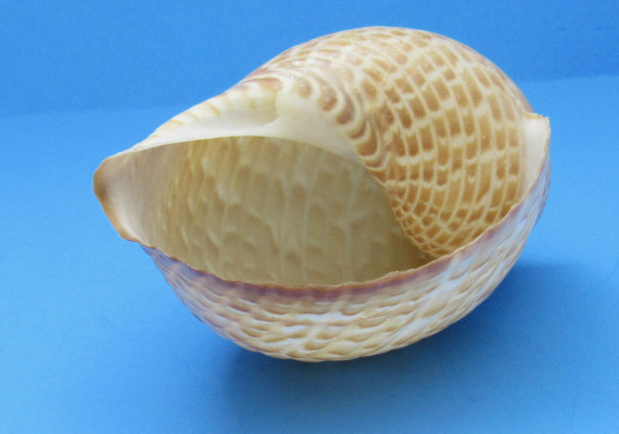 Pacific Partridge Tun Seashell Tonna Perdix (1 shell approx. 4.25 ...