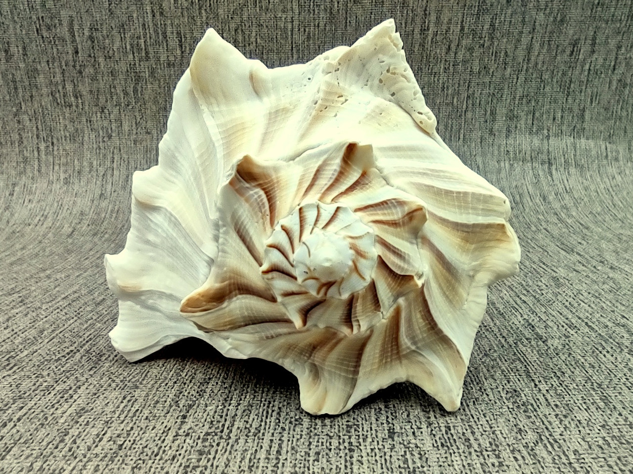 Left Handed Lightning Whelk Seashell Busycon Contrarium (1 shell approx ...