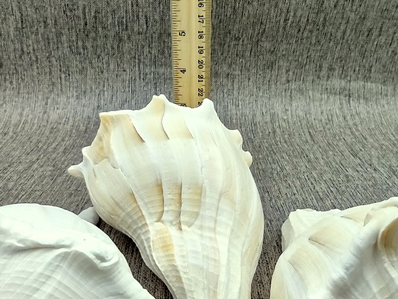 Left Handed Lightning Whelk Seashell Busycon Contrarium (1 shell approx ...