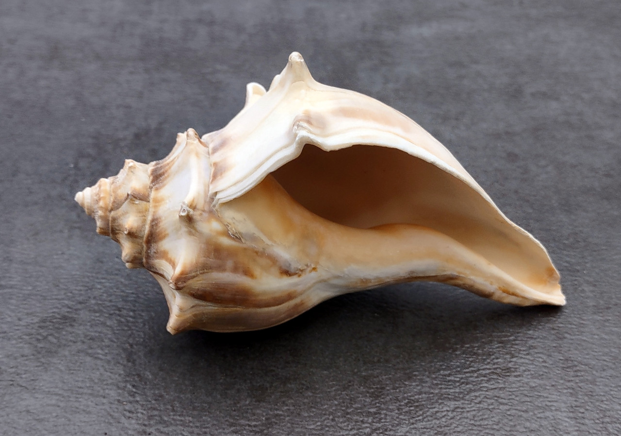 Right Handed Whelk Seashell Knobbed Dark Streaked Busycon Carica (1 ...