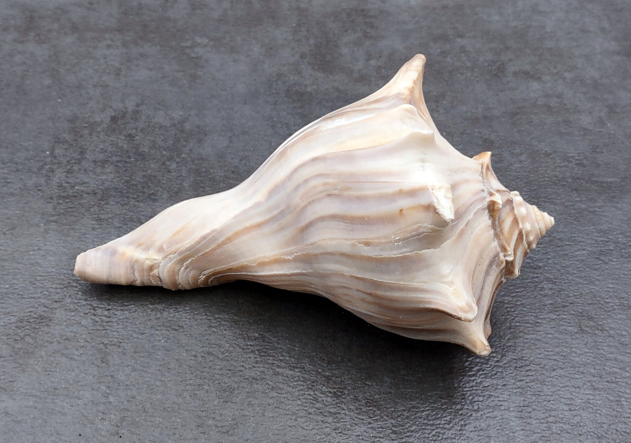 Right Handed Whelk Seashell Knobbed Dark Streaked Busycon Carica (1 ...