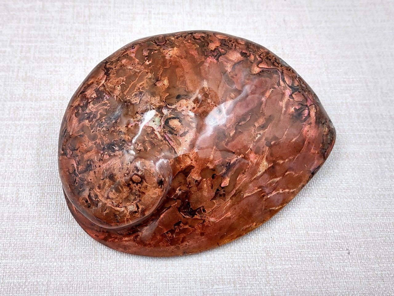 Polished Copper Midas Abalone Seashells Haliotis Midae (1 shell approx ...