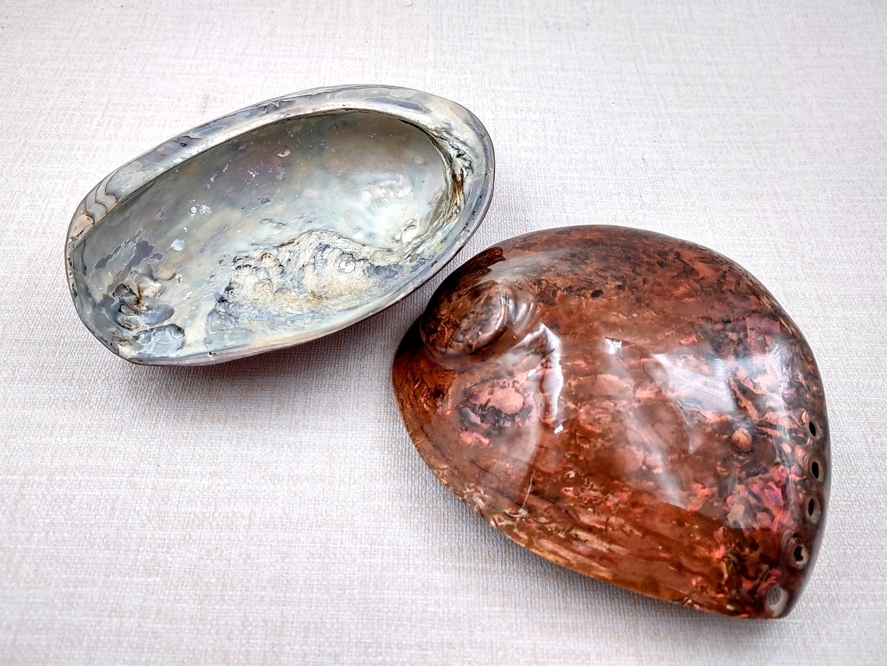 Polished Copper Midas Abalone Seashells Haliotis Midae (1 shell approx ...