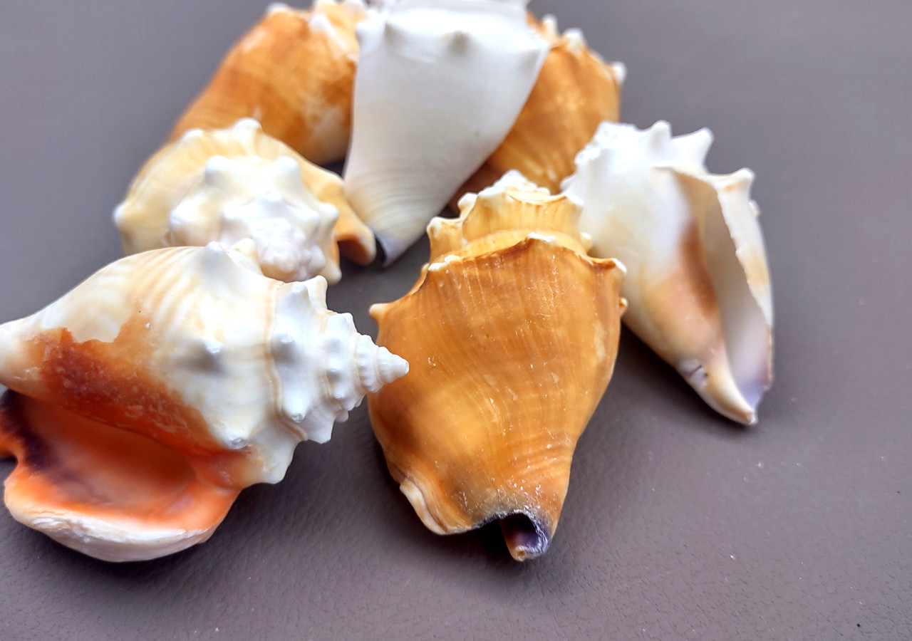 Florida Fighting Conch Seashell Strombus Pugilus (2 shells approx. 2 ...