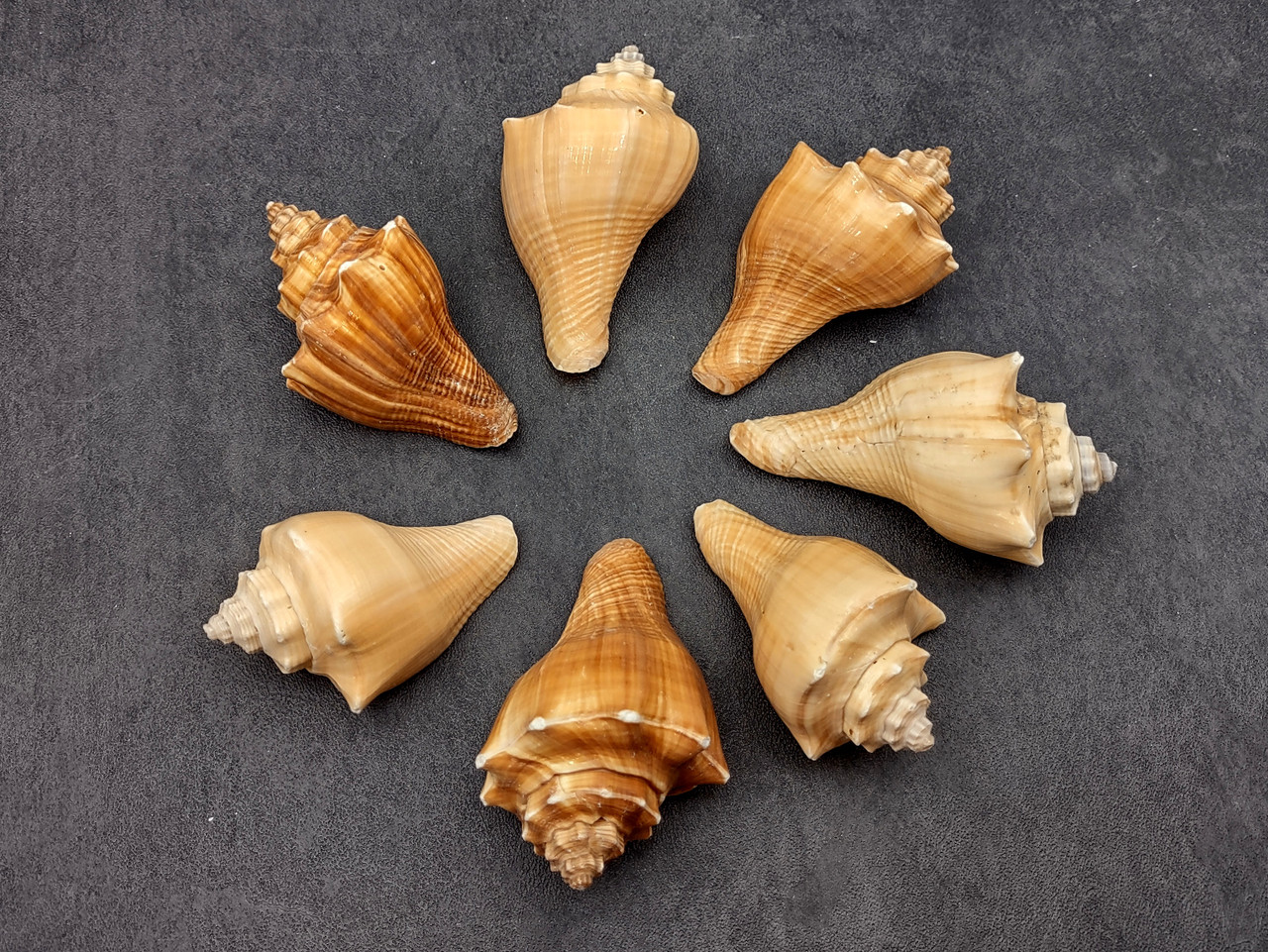 Vole Seashells Pugilina Cochlidium (3 shells approx. 2.5+ inches ...