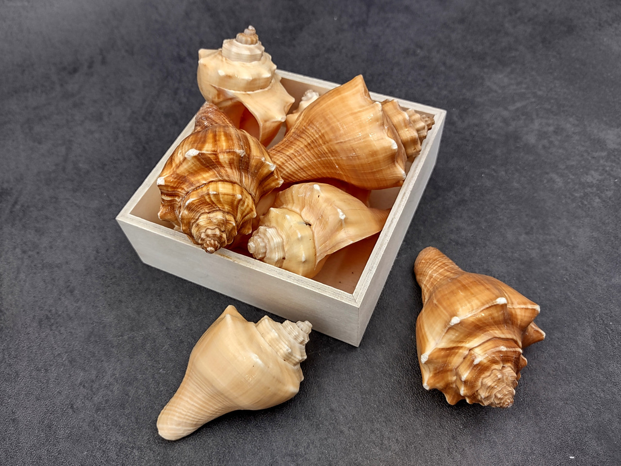 Vole Seashells Pugilina Cochlidium (3 shells approx. 2.5+ inches ...