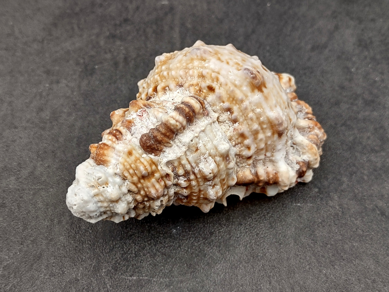 Frog Seashells Bursa Bubo (1 shell approx. 3.5+ inches) Swell shells ...