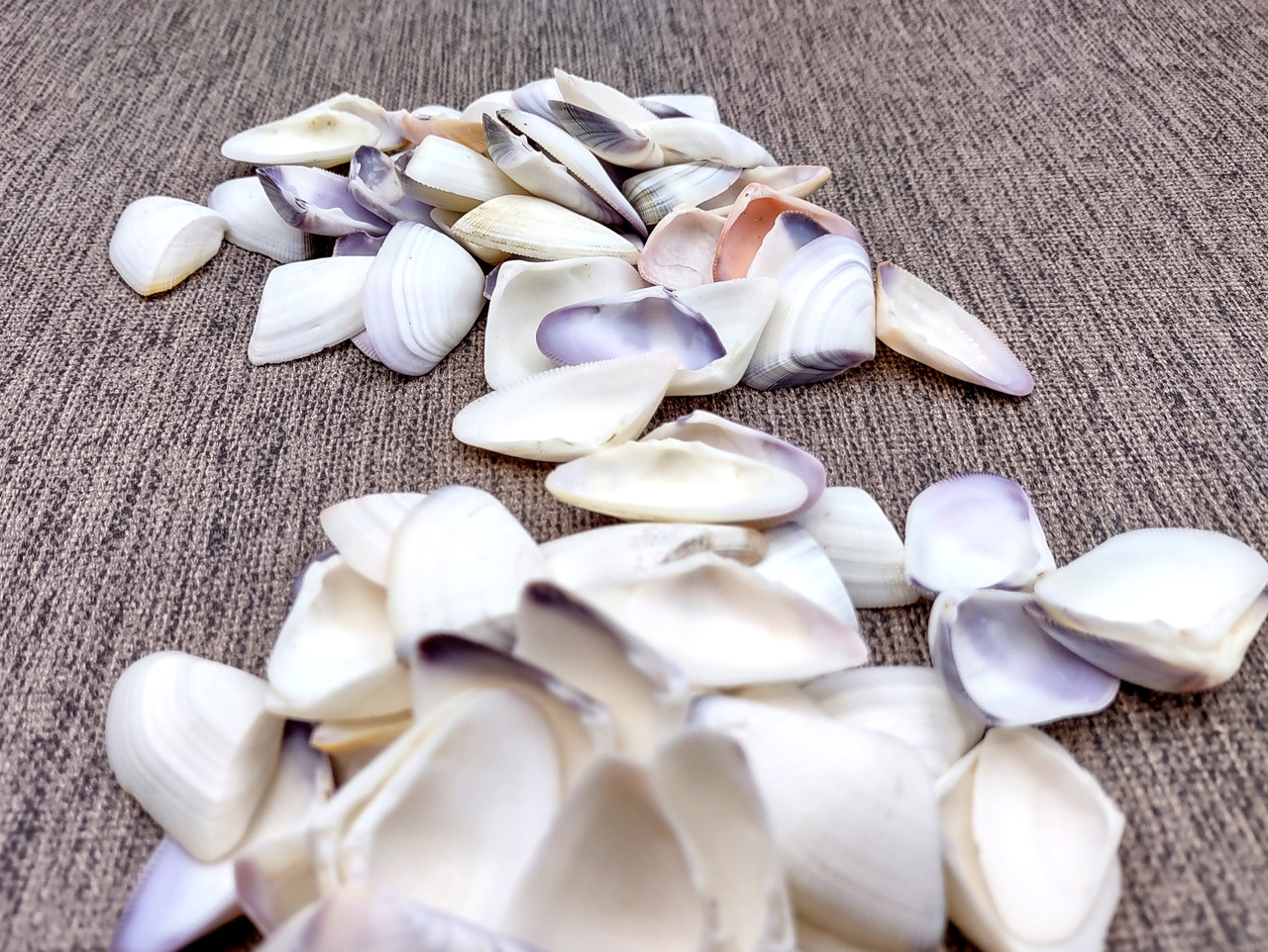 Coquina Seashells Light Blue White Donax Variabilis (approx. 40+ shells ...