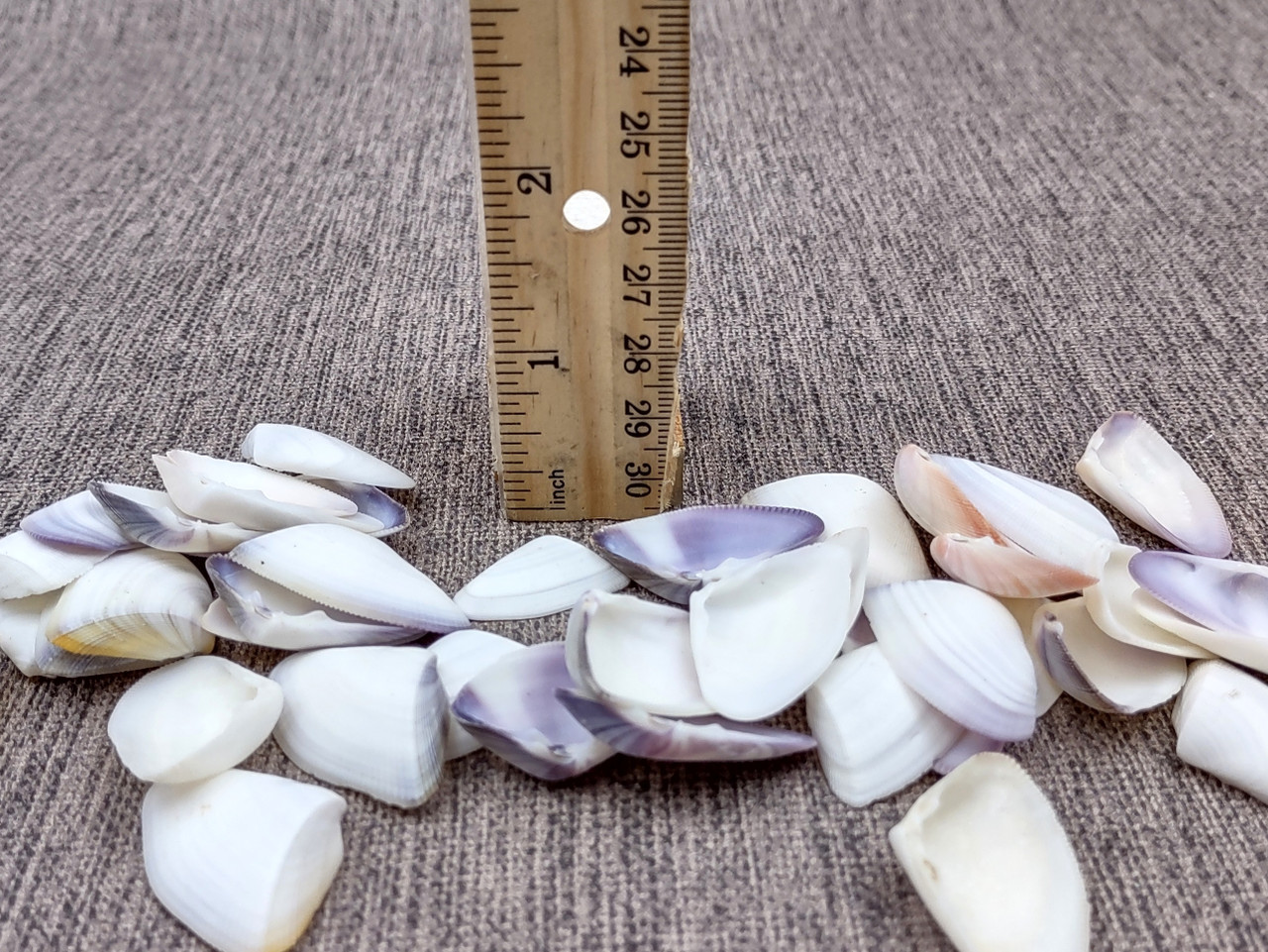 Coquina Seashells Light Blue White Donax Variabilis (approx. 40+ shells ...
