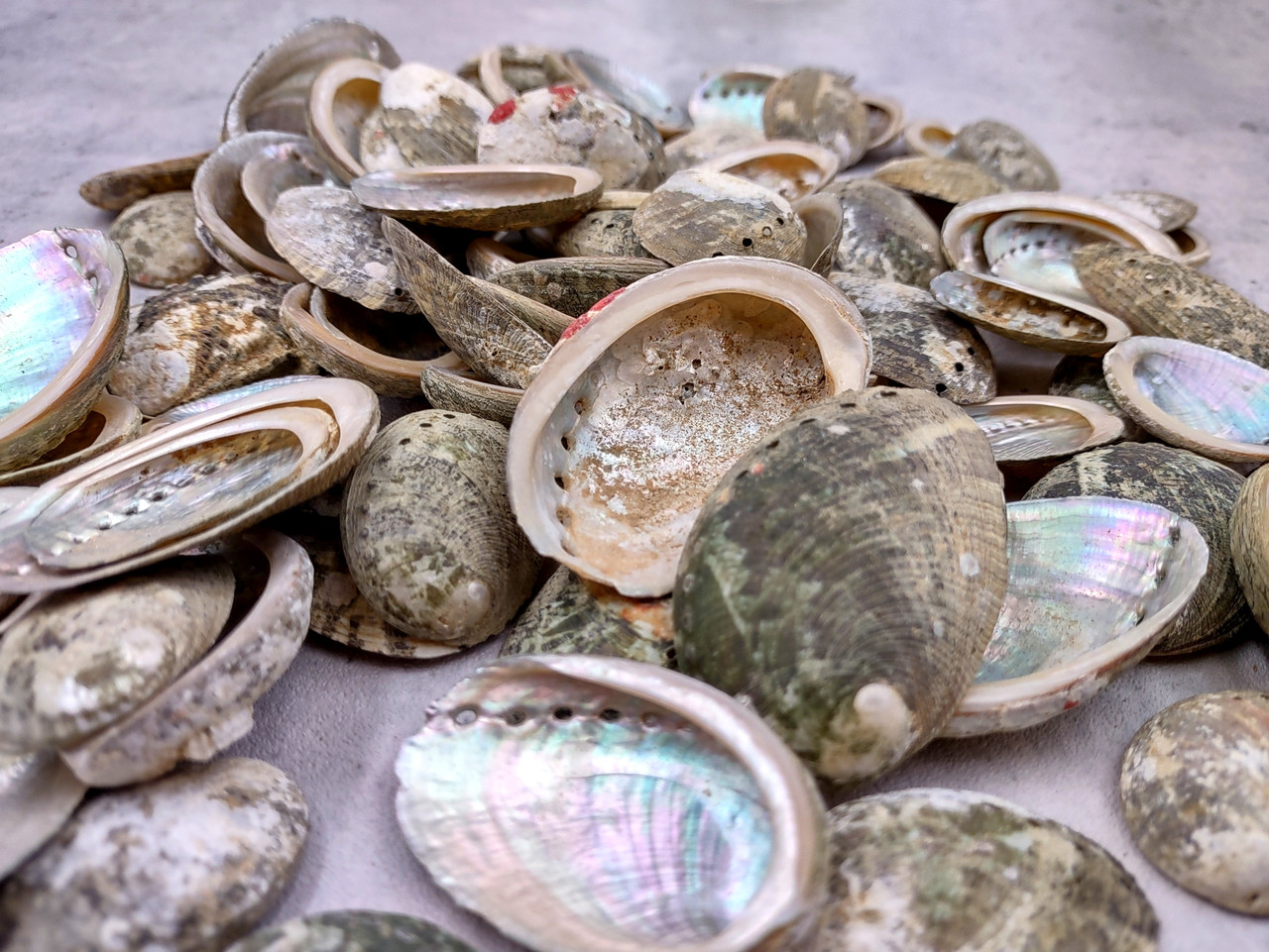 Baby Abalone Green Silver Seashells (Approx. half pound 85+ shells 1 ...