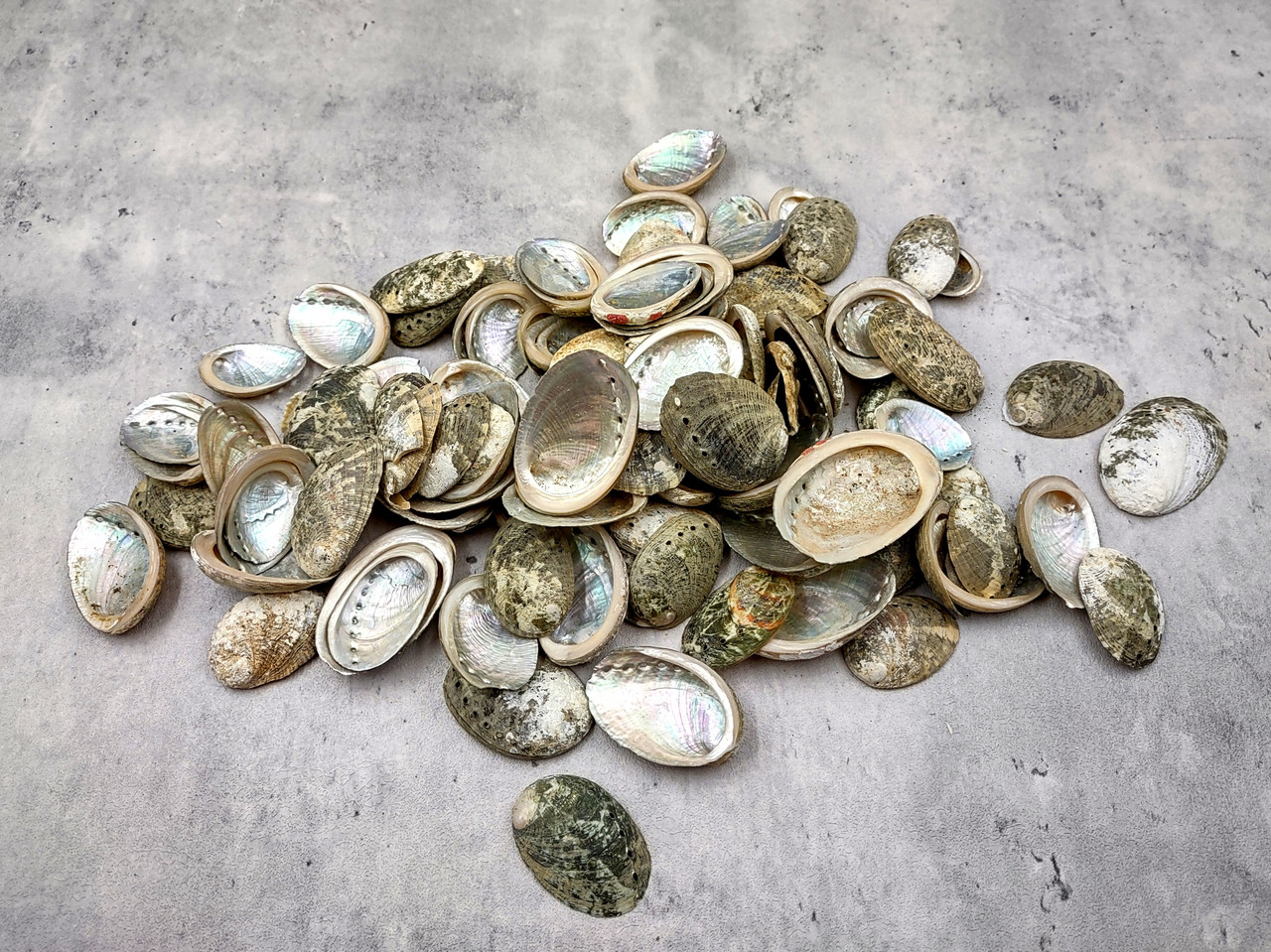 Baby Abalone Green Silver Seashells (Approx. half pound 85+ shells 1 ...