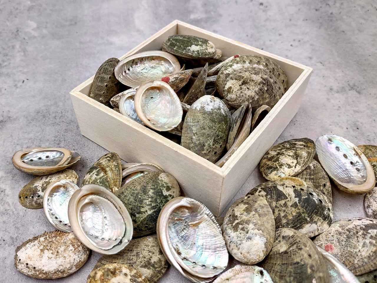 Baby Abalone Green Silver Seashells (Approx. half pound 85+ shells 1 ...