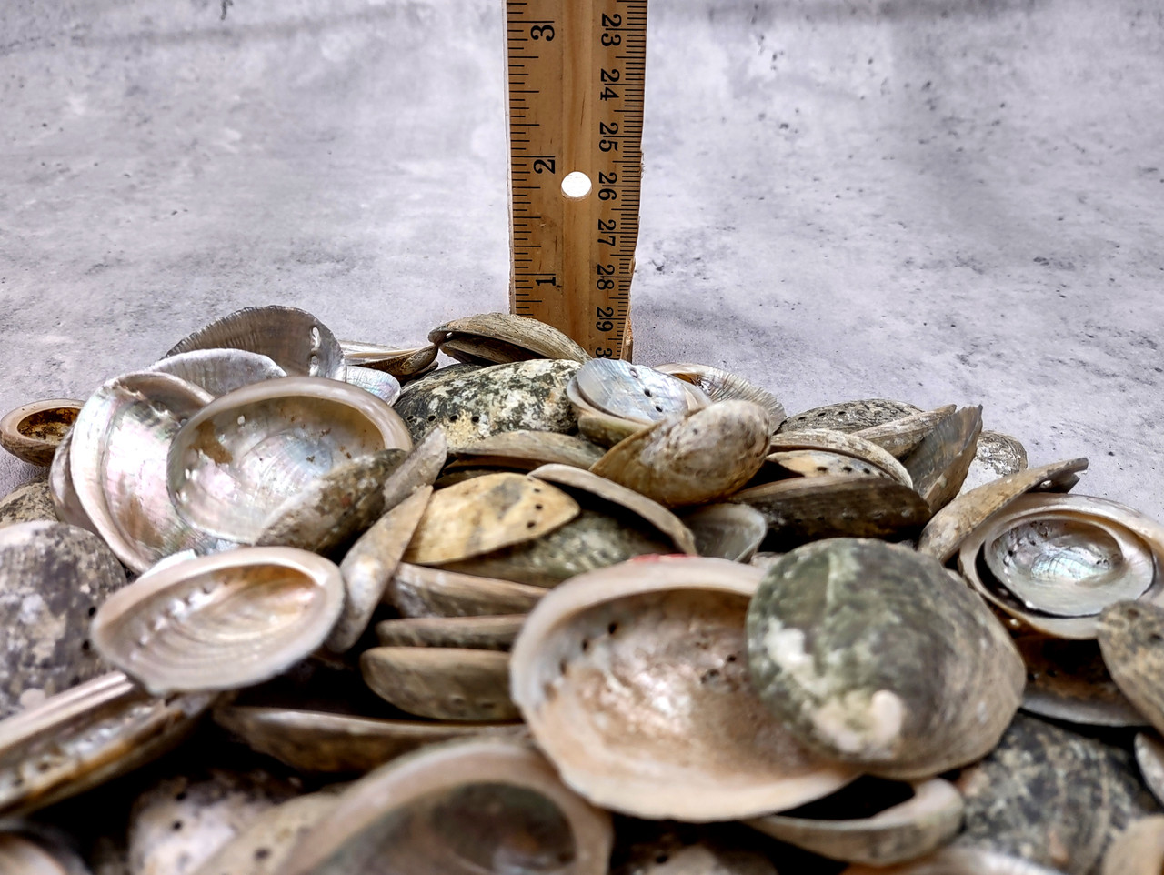 Baby Abalone Green Silver Seashells (Approx. half pound 85+ shells 1 ...