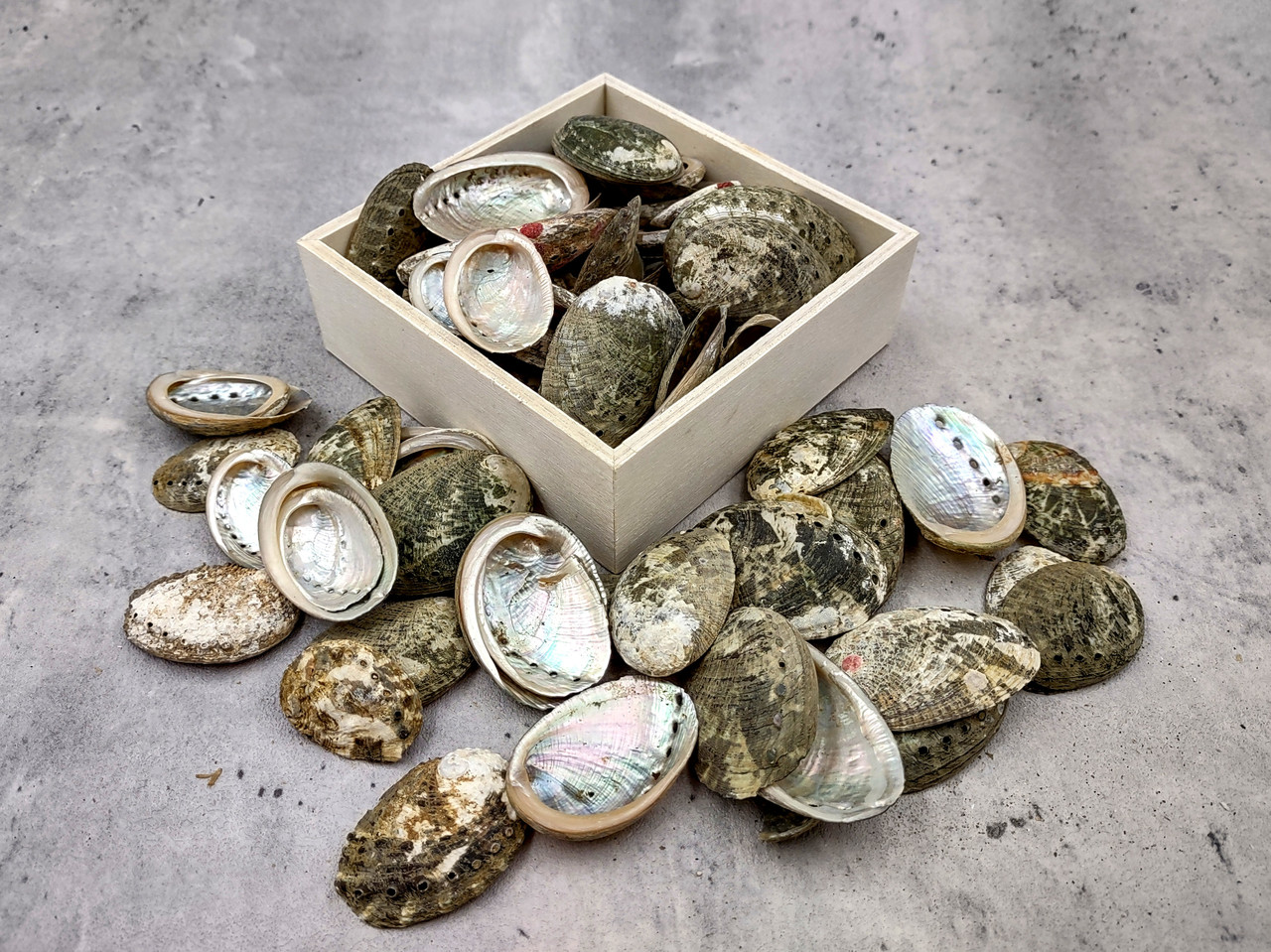 Baby Abalone Green Silver Seashells (Approx. half pound 85+ shells 1 ...