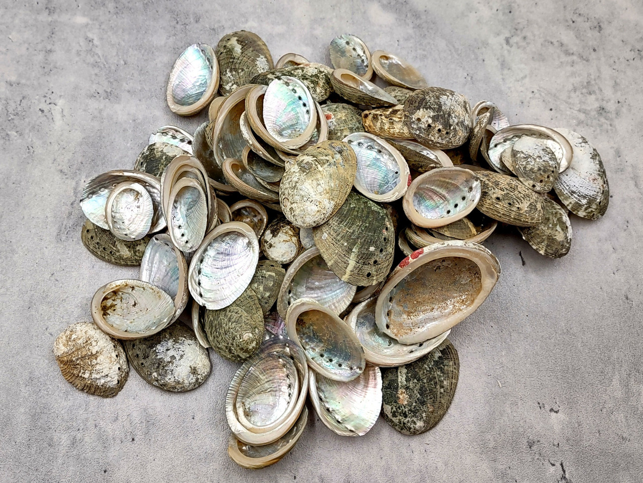 Baby Abalone Green Silver Seashells (Approx. half pound 85+ shells 1 ...