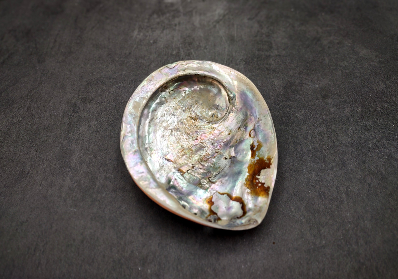 Polished Coral Dyed Abalone Midas Seashell Haliotis Midae (1 shell ...