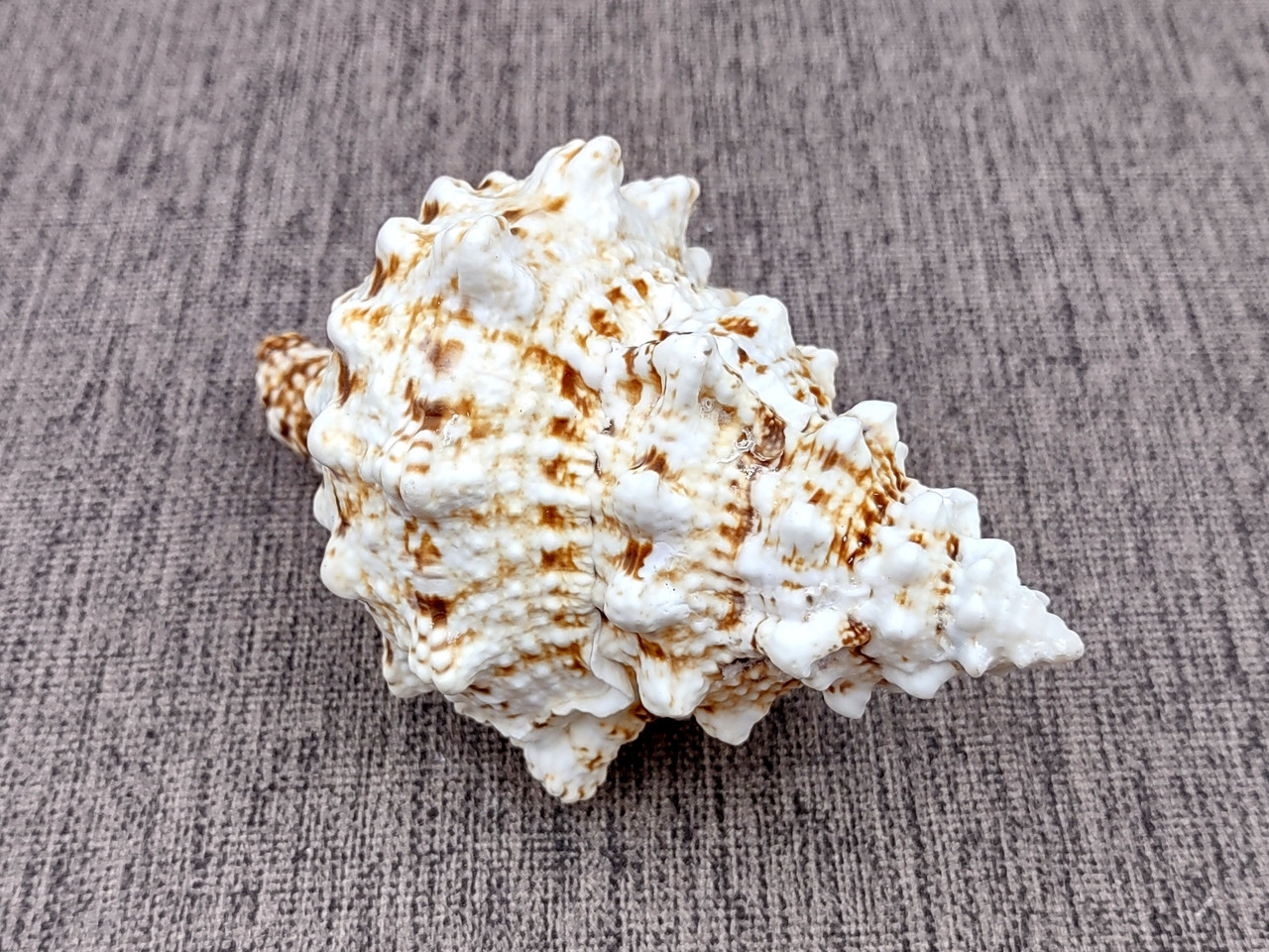 Giant Frog Seashell Bursa Bubo (1 shell approx. 5+ inches) Special ...