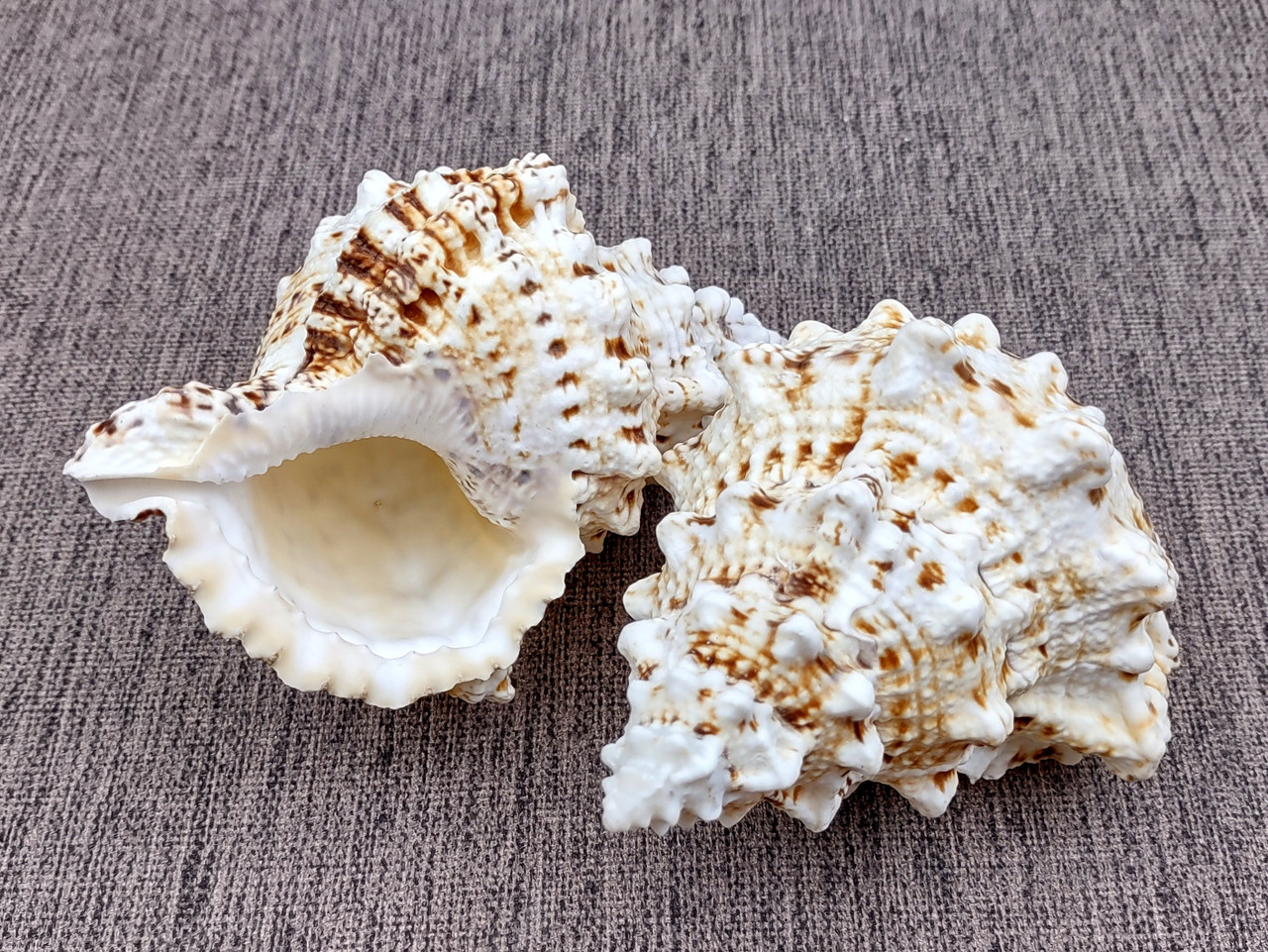 Giant Frog Seashell Bursa Bubo (1 shell approx. 5+ inches) Special ...