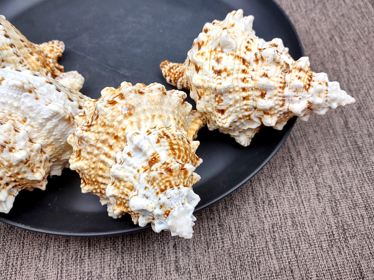 Giant Frog Seashell Bursa Bubo (1 shell approx. 5+ inches) Special ...